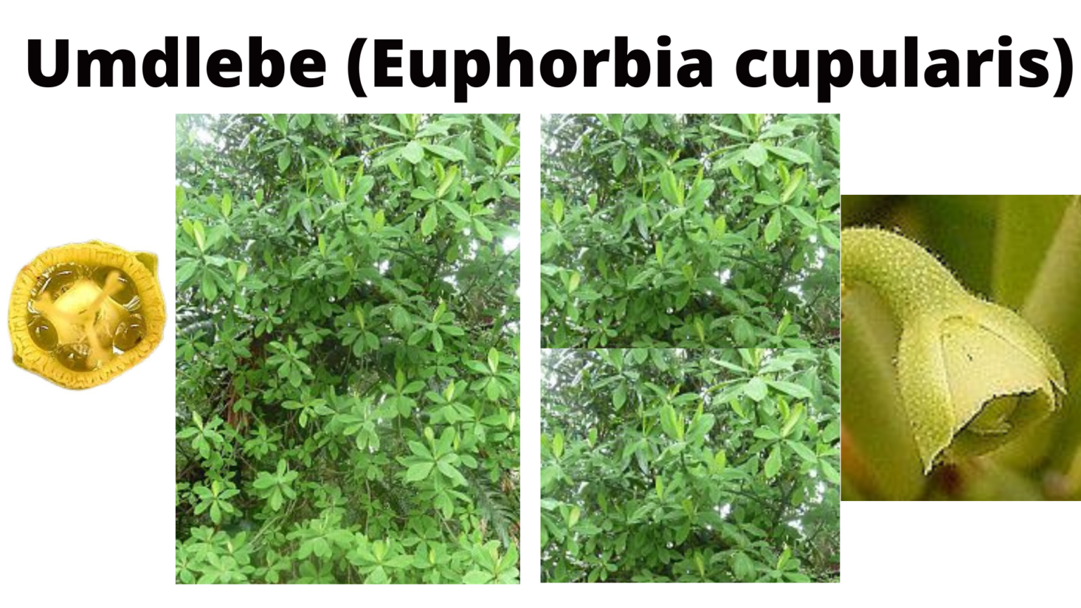 Euphorbia cupularis (Umdlebe) – IMITHI YESINTU
