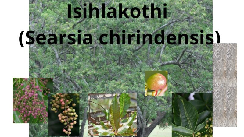 Isihlakothi (Searsia chirindensis) – IMITHI YESINTU