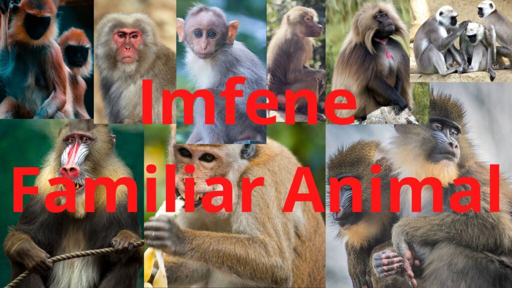 Imfene – isilwane (mythical animals or witch familiars) – IMITHI YESINTU