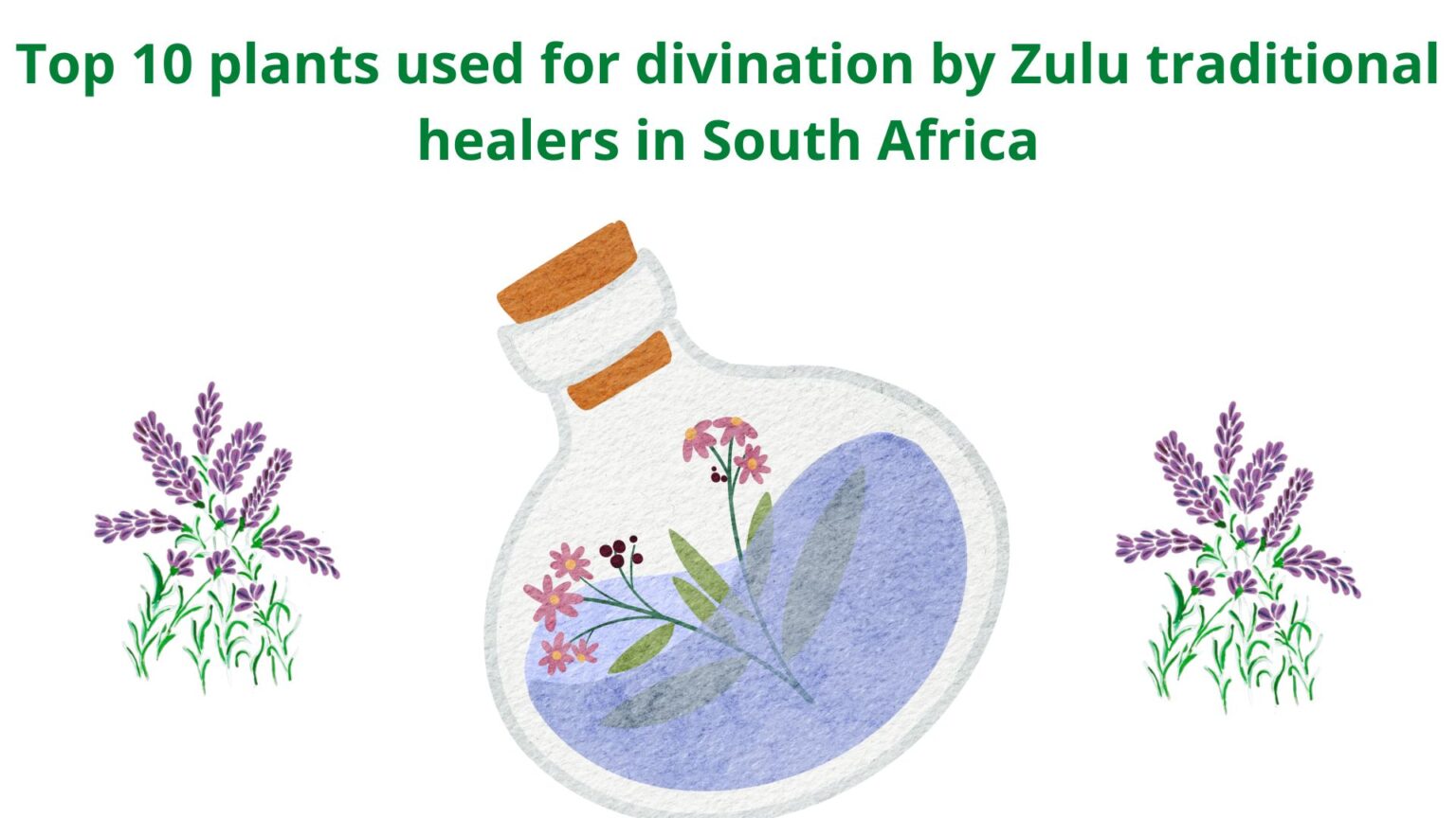 Top 10 plants used for divination by Zulu traditional healers in South ...