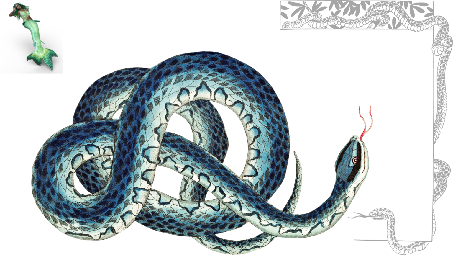 Izilwane_ – IMITHI YESINTU