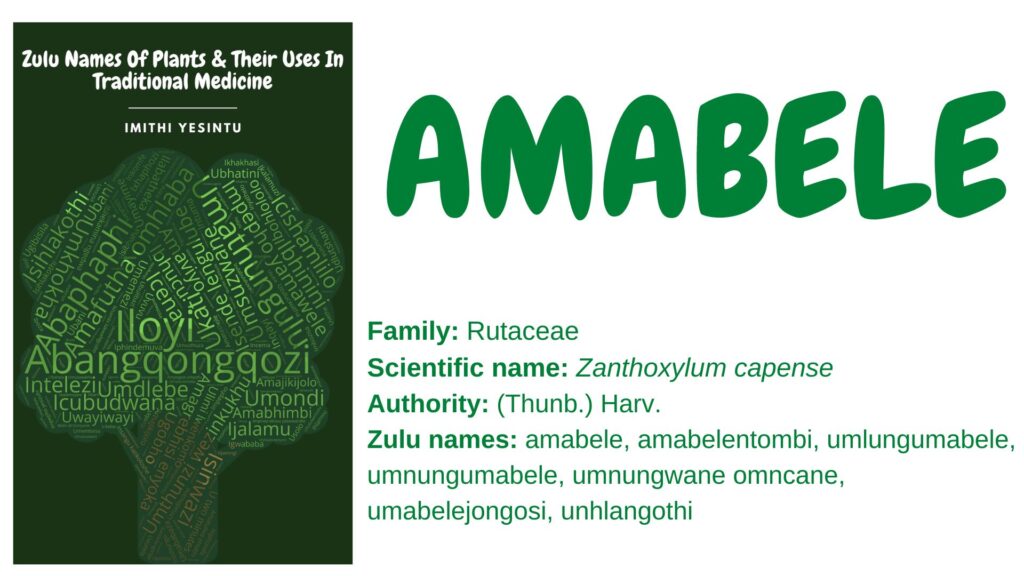 Amabele – IMITHI YESINTU