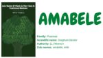 Amabele – IMITHI YESINTU