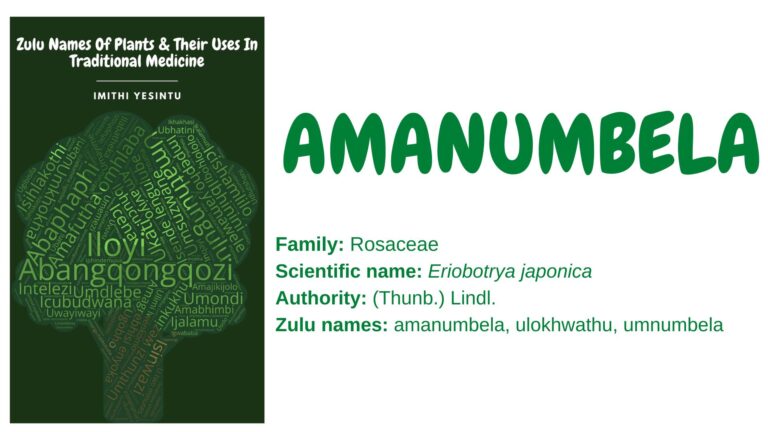 Amanumbela – IMITHI YESINTU