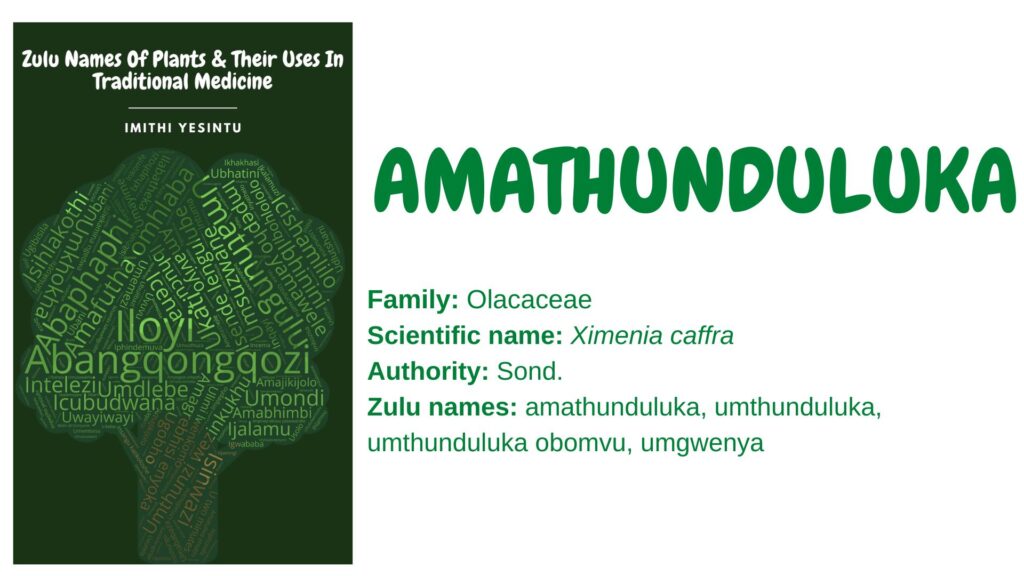 Amathunduluka – IMITHI YESINTU