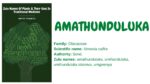 Amathunduluka – IMITHI YESINTU