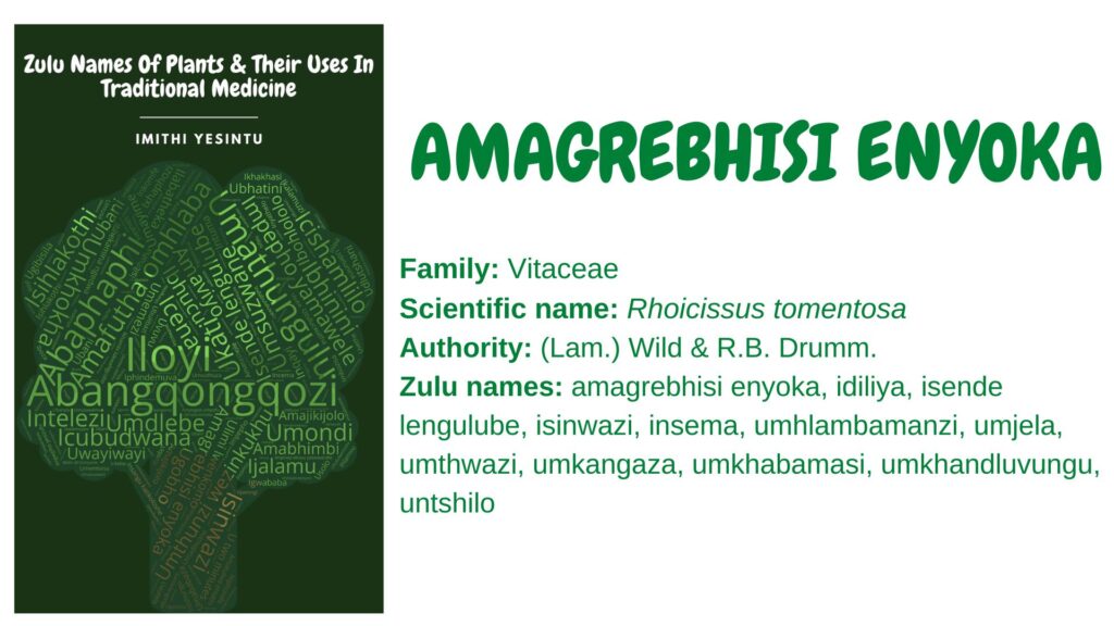 Amagrebhisi enyoka – IMITHI YESINTU