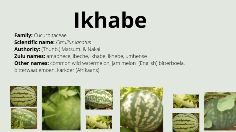 Ikhabe – IMITHI YESINTU