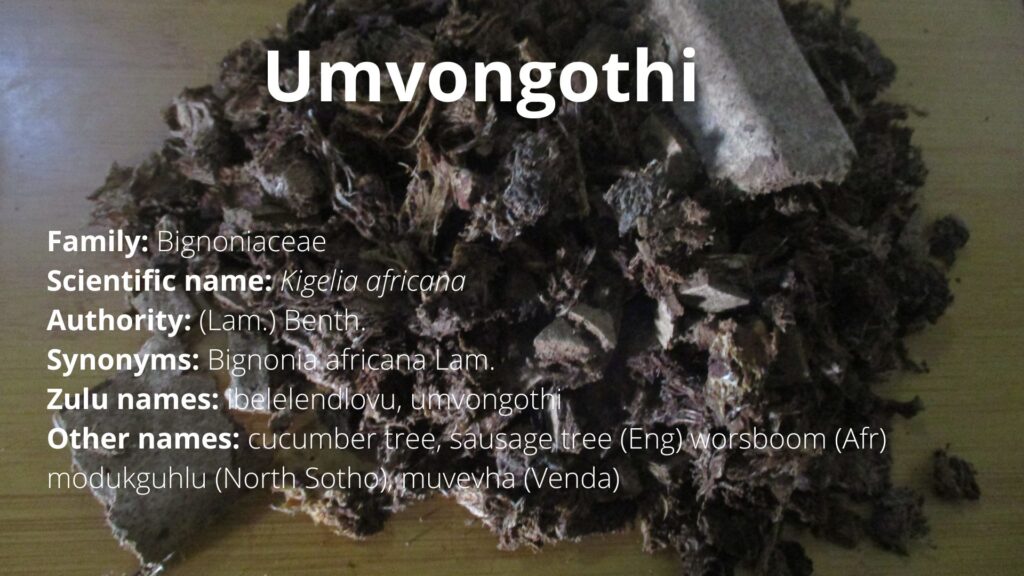 Umvongothi – IMITHI YESINTU