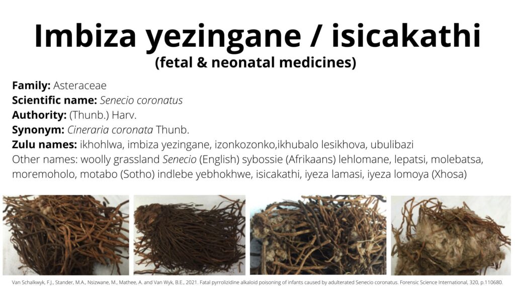 Isicakathi (fetal and neonatal medicines) – IMITHI YESINTU