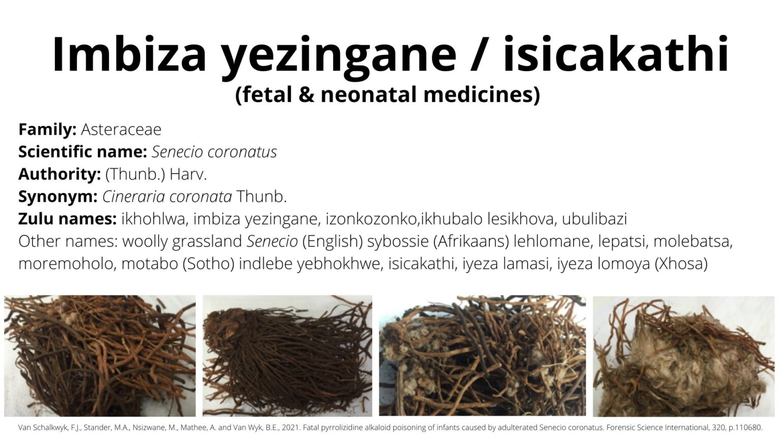 Senecio coronatus – IMITHI YESINTU