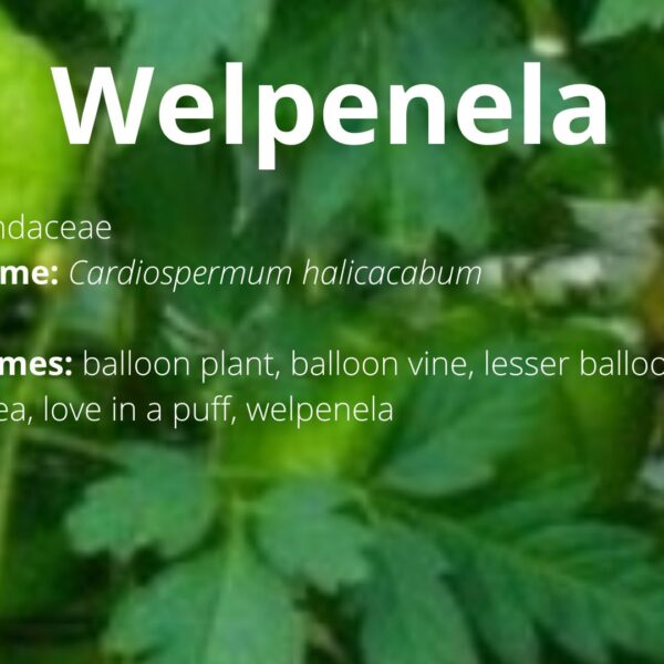 Vimbela Colors & Their Meaning