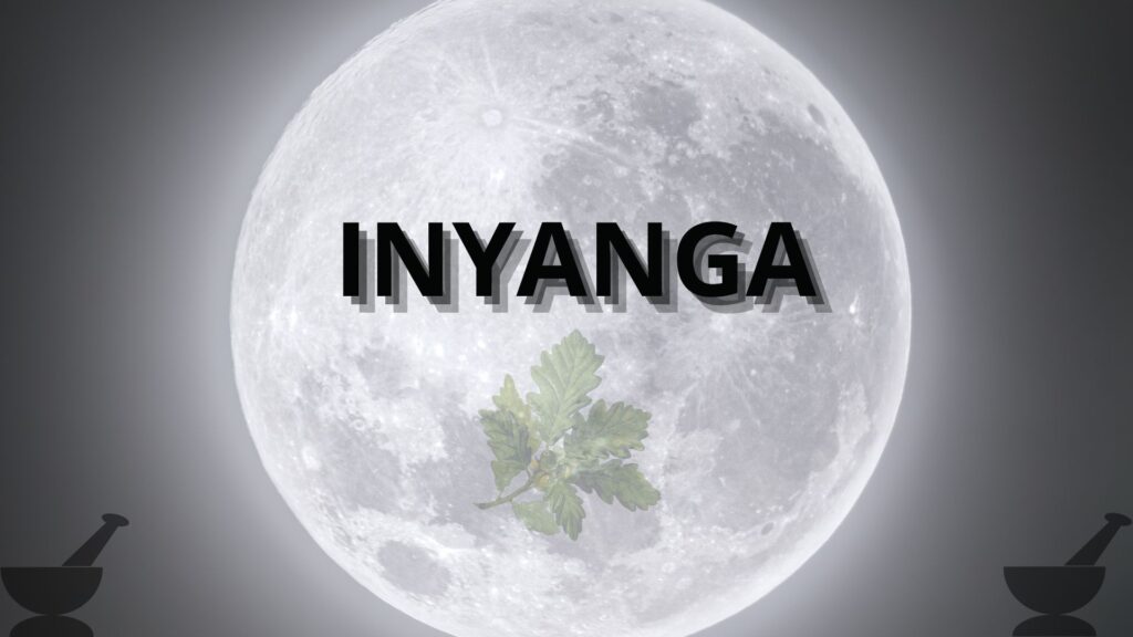 Inyanga (the moon, a month, and healer) – IMITHI YESINTU