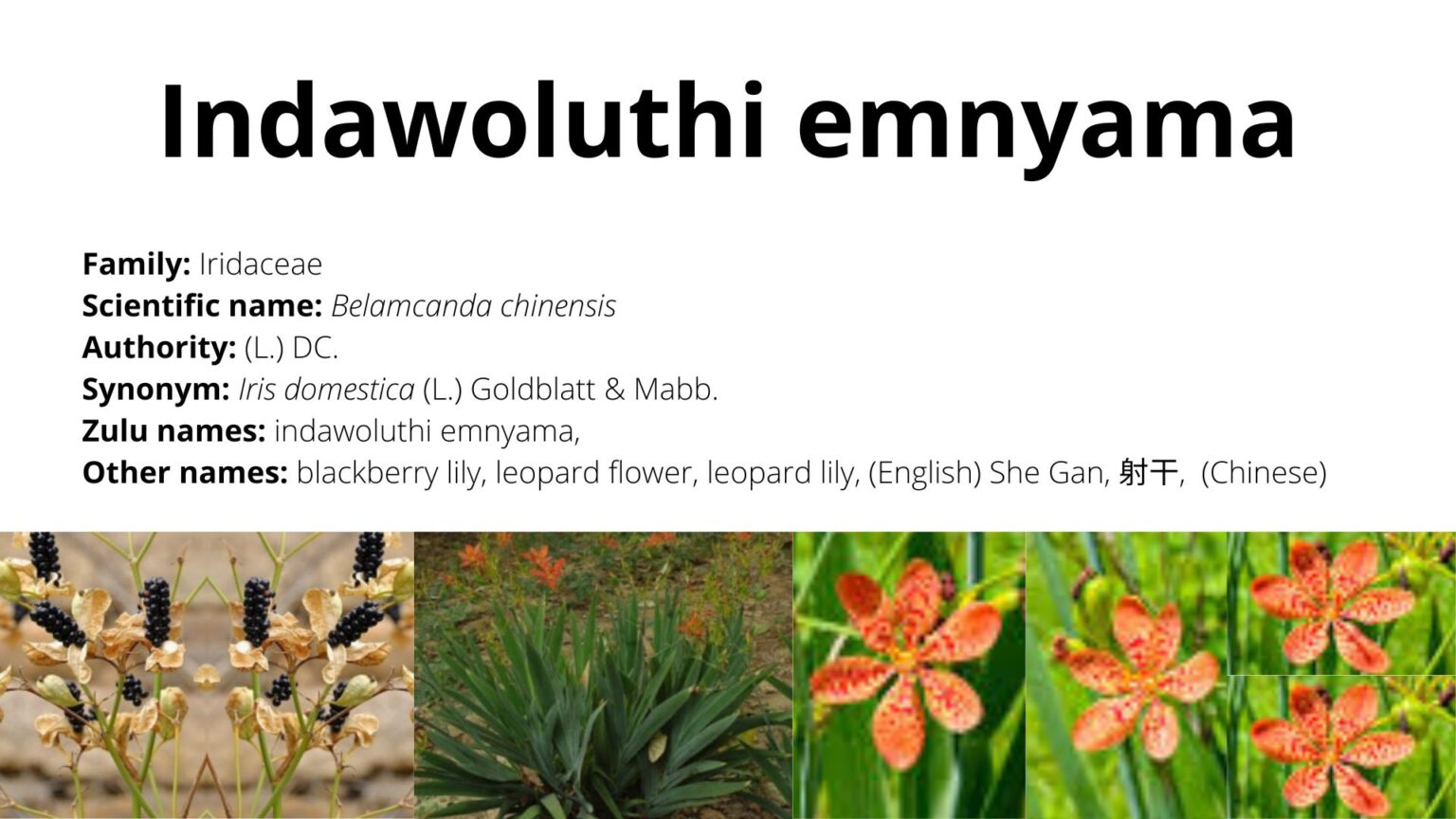 Indawoluthi emnyama – IMITHI YESINTU