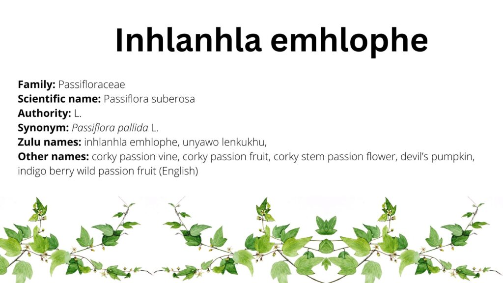 Inhlanhla emhlophe – IMITHI YESINTU
