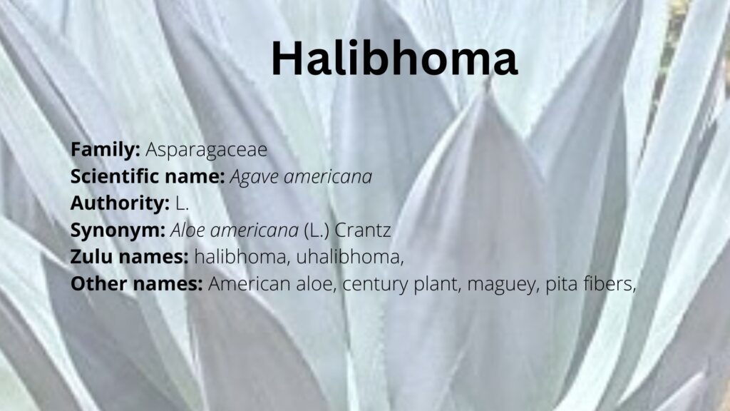 Halibhoma – IMITHI YESINTU