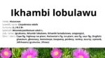 Ikhambi lobulawu – IMITHI YESINTU
