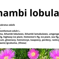 Incwadi – IMITHI YESINTU