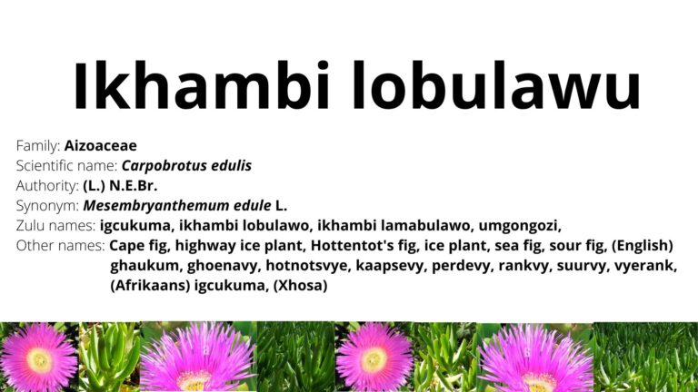 Ikhambi lobulawu – IMITHI YESINTU