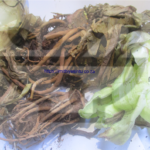 Isiqunga – IMITHI YESINTU