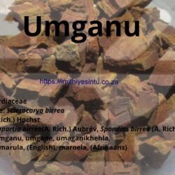 Inhlanhla emhlophe – IMITHI YESINTU