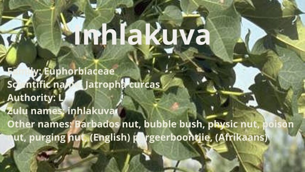 Imithi – IMITHI YESINTU