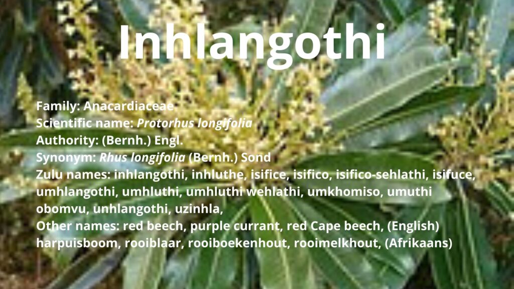 Imithi – IMITHI YESINTU