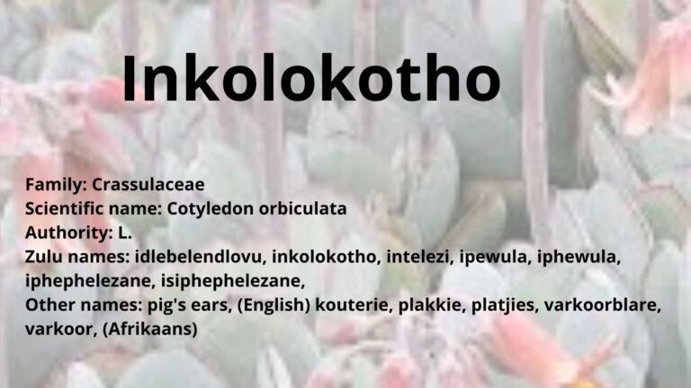 Inkolokotho – IMITHI YESINTU